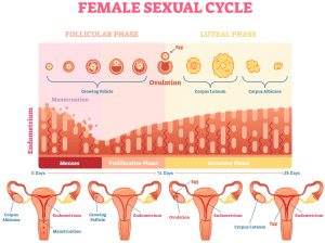 What is a fertile window? - Fertility Cloud